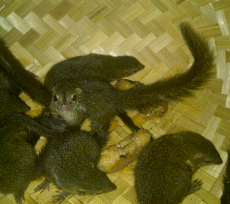 Jenis dan Harga Tupai Serta Cara Merawatnya – Ragam Informasi