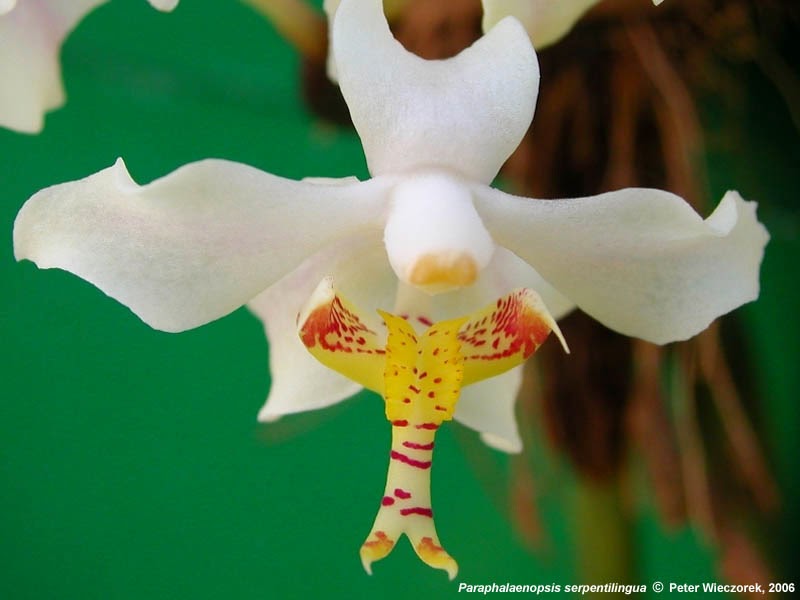 Jenis-jenis Bunga Anggrek Beserta Gambar dan Ciri-cirinya - Ragam Informasi