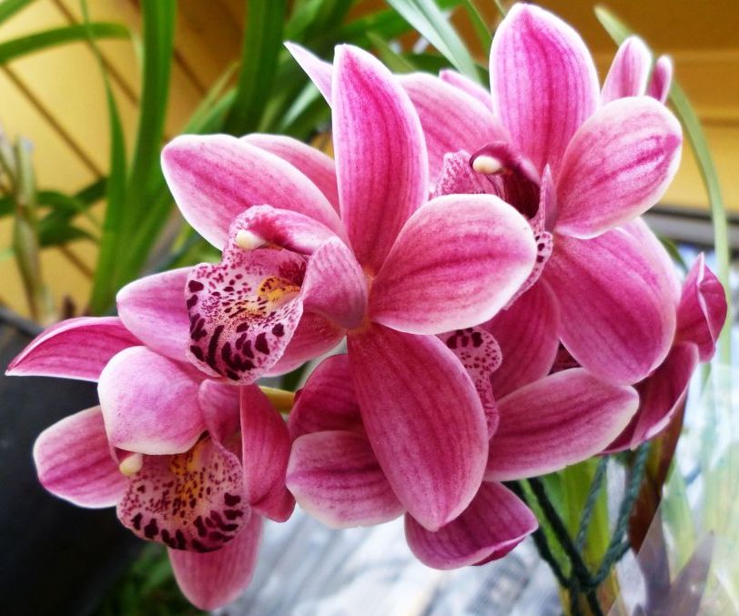 Jenis-jenis Bunga Anggrek Beserta Gambar dan Ciri-cirinya - Ragam Informasi