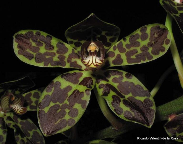 Jenis-jenis Bunga Anggrek Beserta Gambar dan Ciri-cirinya - Ragam Informasi