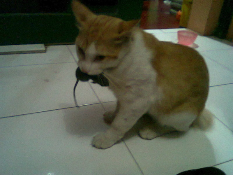 5 Cara Ampuh untuk Mengusir Tikus dari Rumah - Ragam Informasi